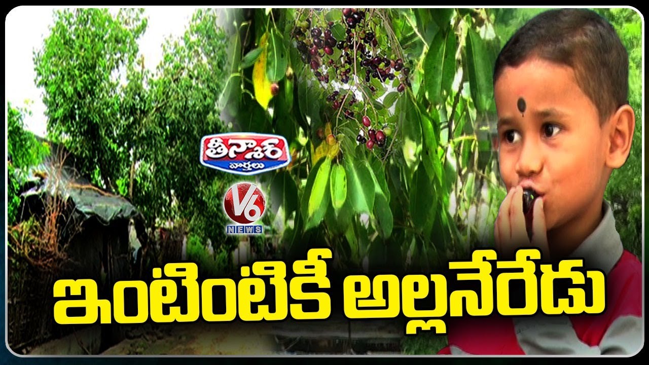 Jamun Fruit (Neredu Pandu ) Tree In Every House | Jatharla Village ...