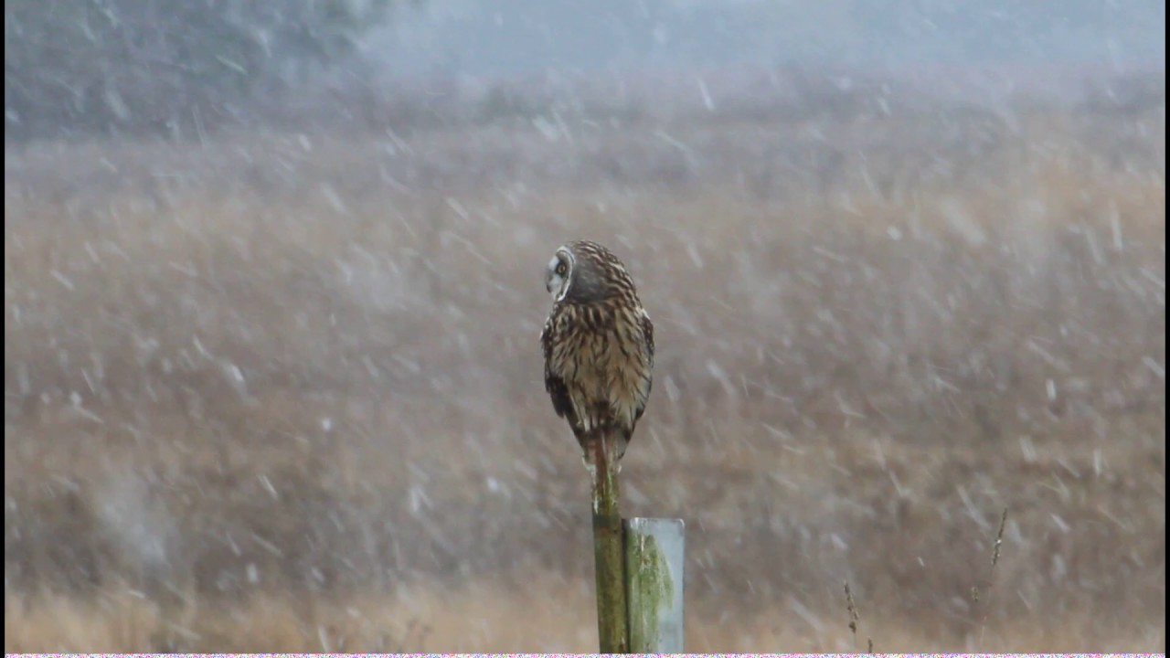 Short-Eared Owl on the Samish Flats - YouTube