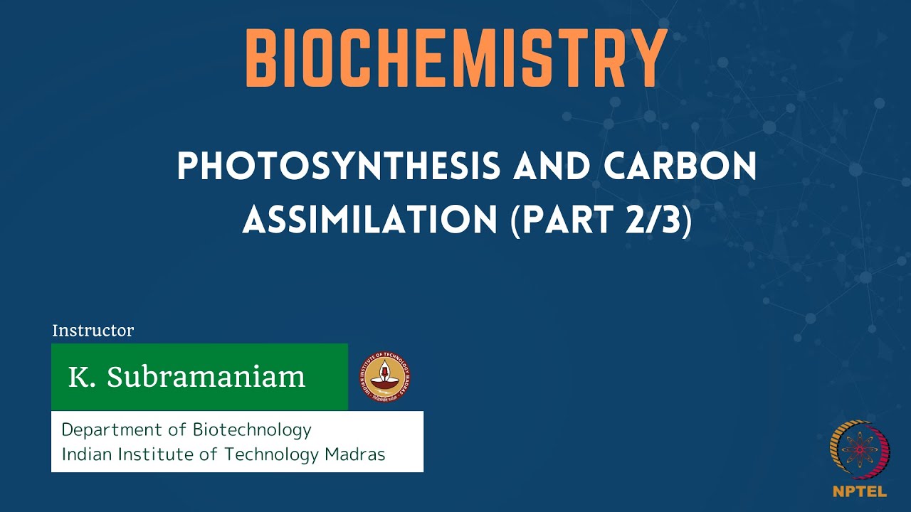 Photosynthesis and Carbon Assimilation (Part 2/3) - YouTube