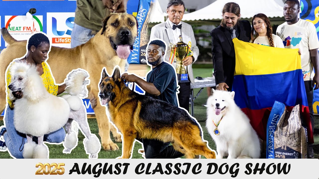 How a Colombian Won Best In Show with his Samoyed in Ghana | August ...
