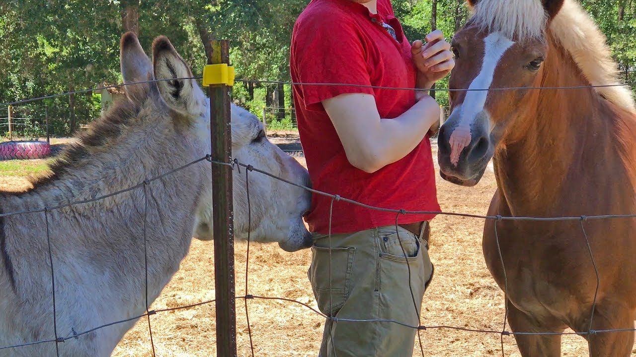 Kissy Bites From A Donkey & I Found A Stray Pony - YouTube
