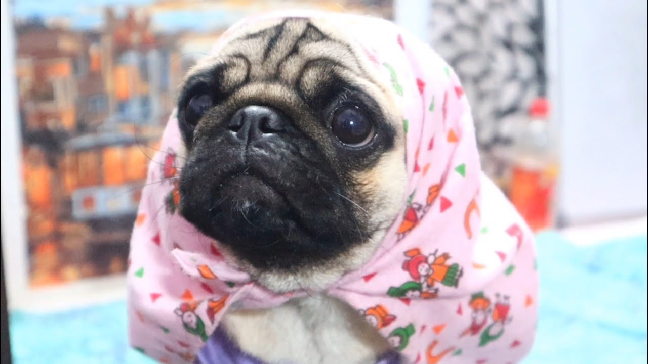 Cutest Pug Ever! Adorable Moments Unleashed - YouTube