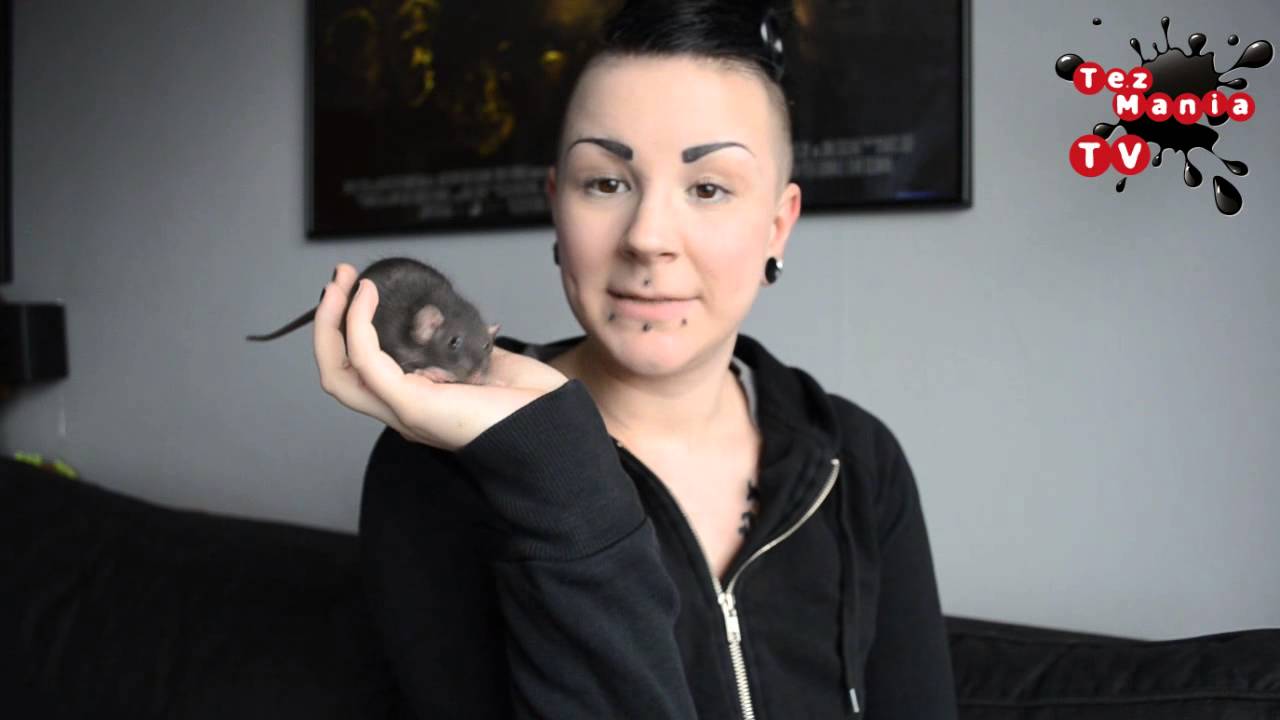Meet the dumbo rat boys - YouTube
