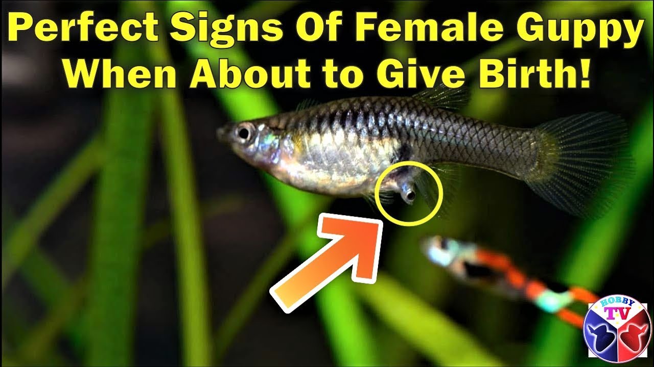 Female Guppy Fish Signs when about to Give birth - YouTube