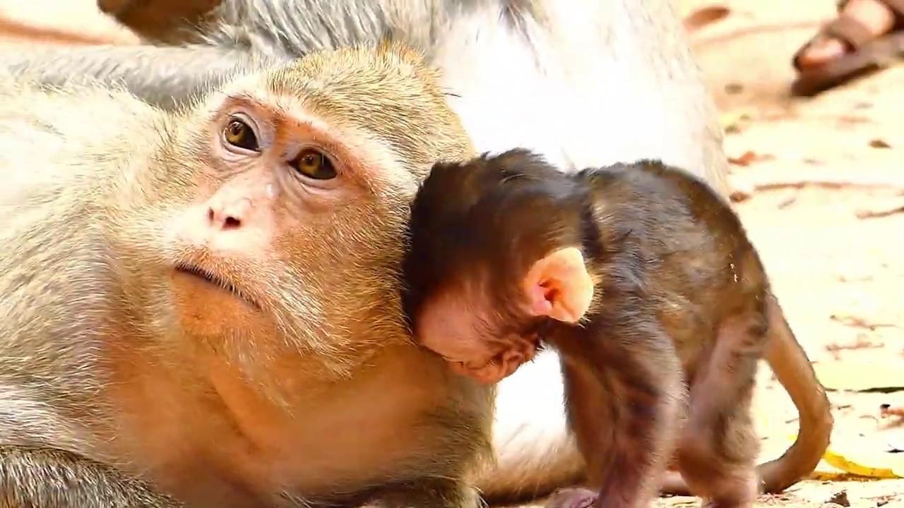 LUCAS Baby Monkey So HUNGRY | Baby Monkey Videos - YouTube