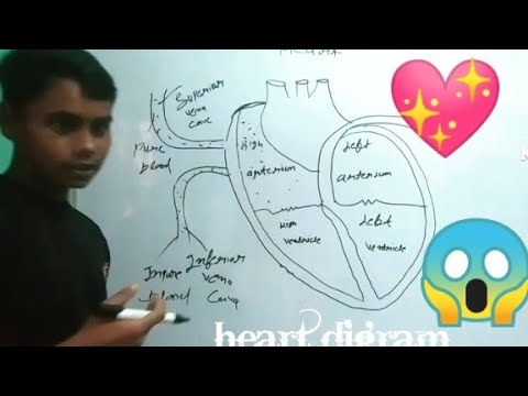 #heart ka diagram. #unacdemy #heart knowledge - YouTube