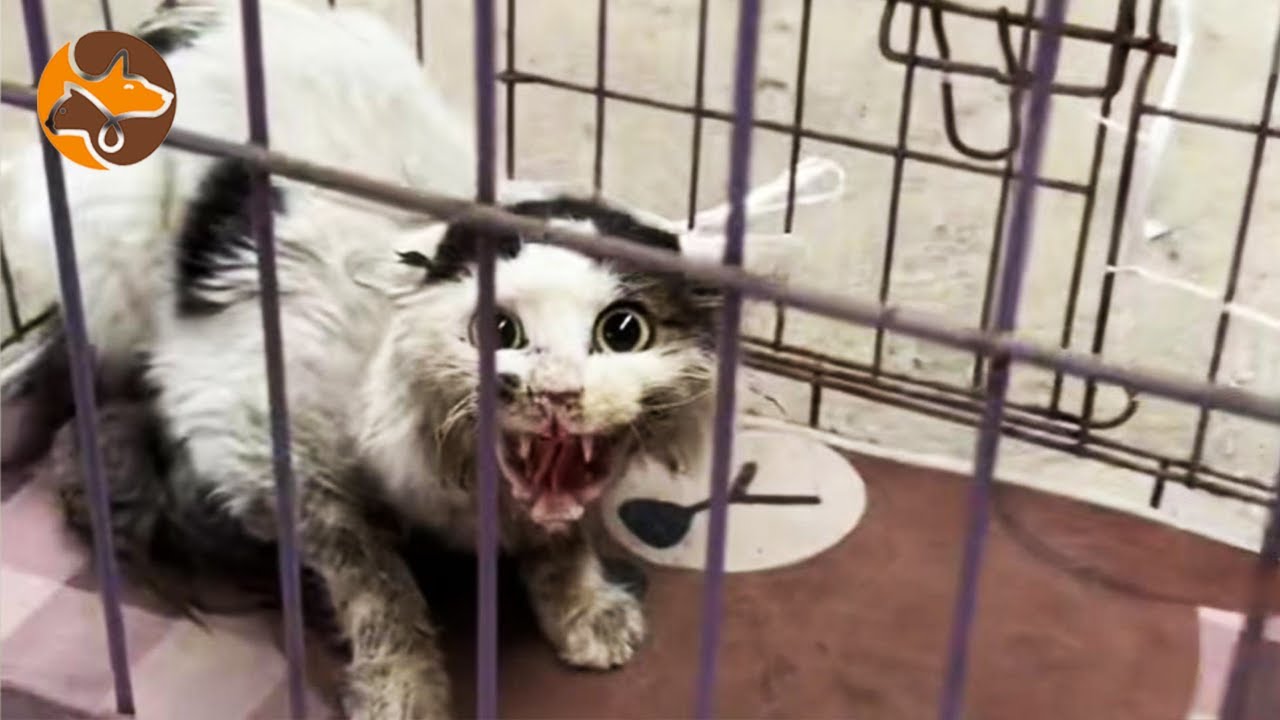 Who can help him?A Stray Cat Harmed by Humans, Lacks Trust in People ...