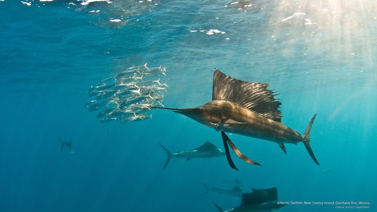 Sailfish The Ocean's Speedster #oceanlife - YouTube