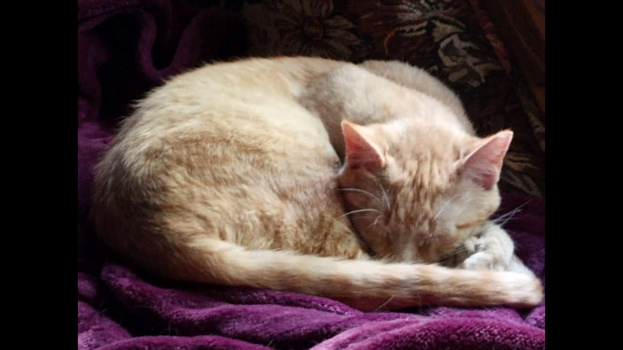 THE STORY OF HOW A STRAY CAT BECAME BOO BOO KITTY / PART NINE - YouTube