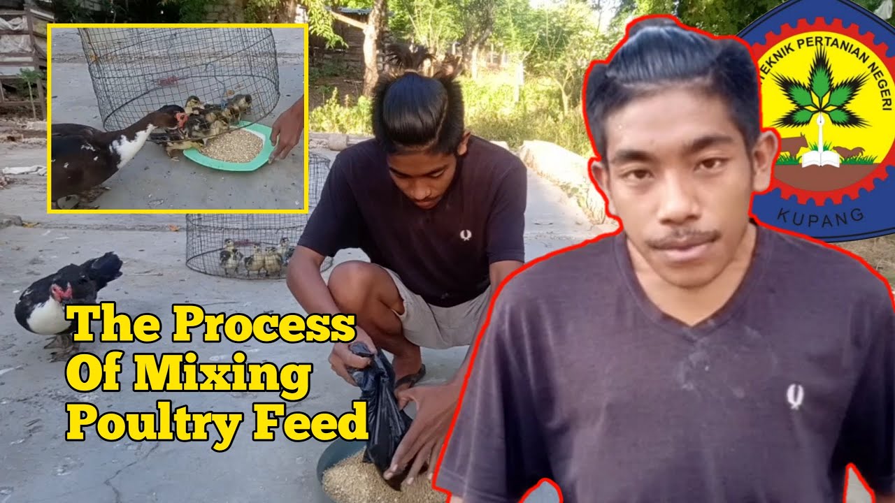 THE PROCESS OF MIXING POULTRY FEED || ENGLISH TEST - YouTube