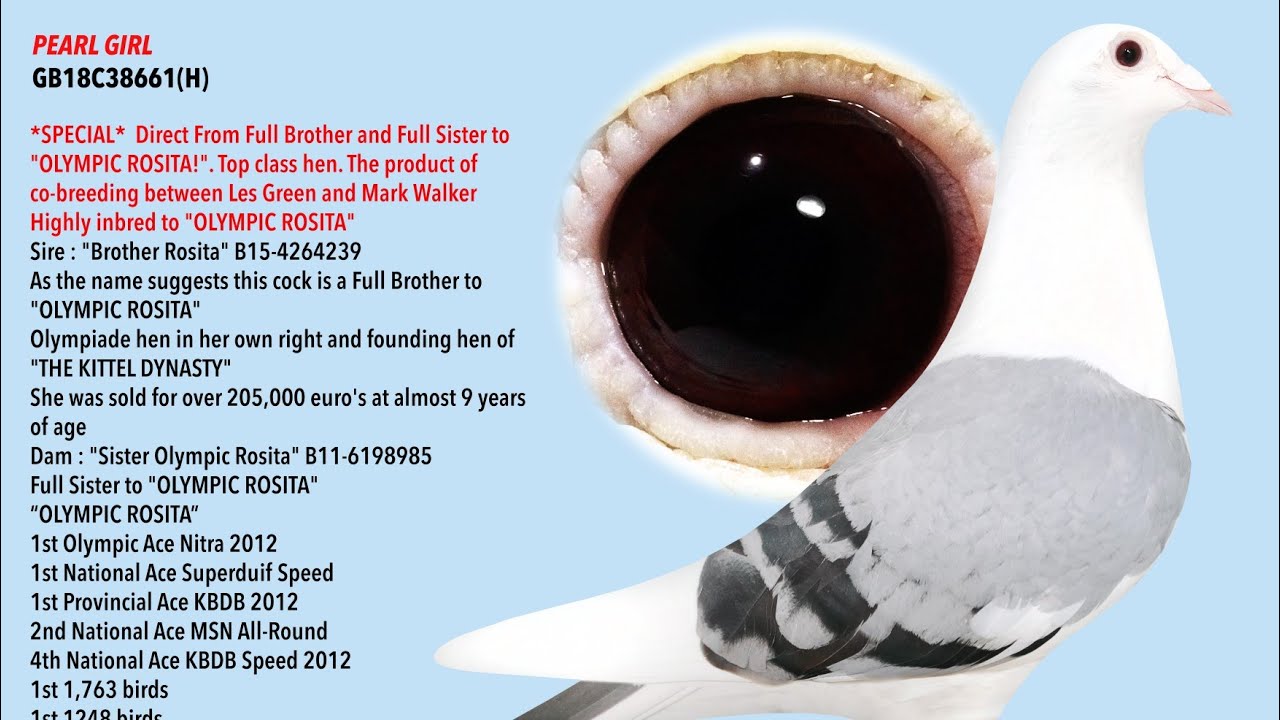 " Pearl Girl " Top Class Racing Pigeon The Product Of Co-Breeding ...