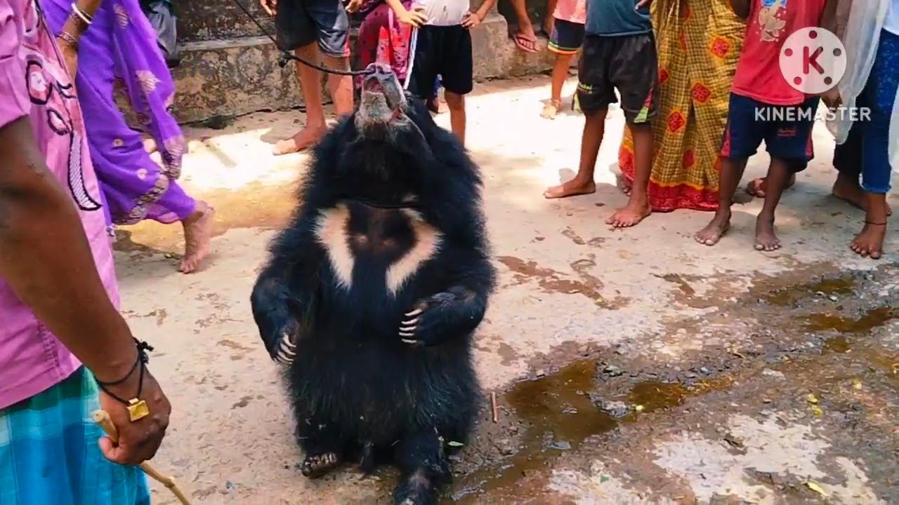 Bhalu ka khel भालू का खेल | Bhalu ka nach bear ka dance - YouTube