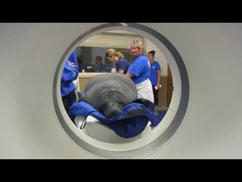 Florida Hospital Celebration Health Helps SeaWorld Orlando Rescued ...