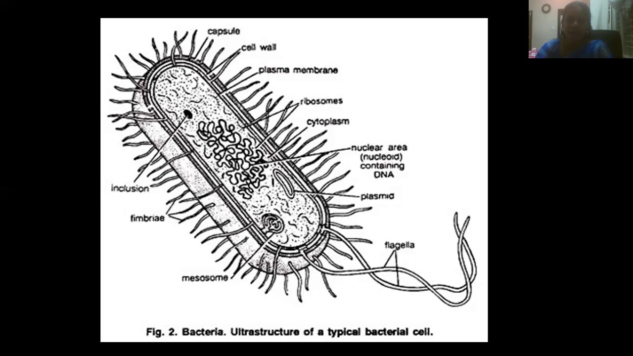 A general account on Bacteria - YouTube