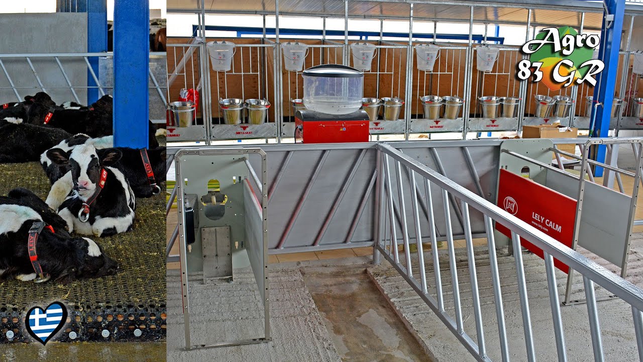 Lely Calm 🎀 Μηχανή απογαλακτισμού μοσχαριών Λέλυ καλμ - YouTube