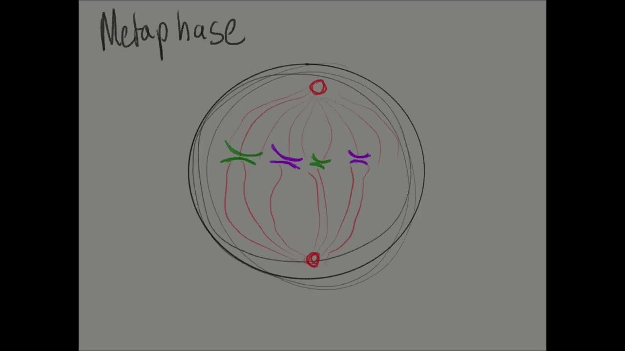 Mitosis Animation - YouTube
