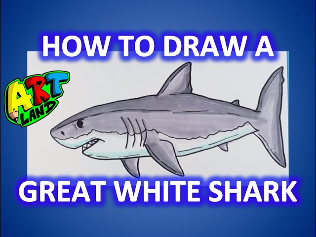 How To Draw A Great White Shark Step By Step Easy For Kids Learn How