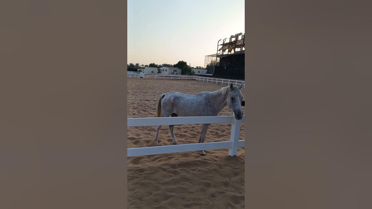 Visit at UAE Sharjah zoo - YouTube