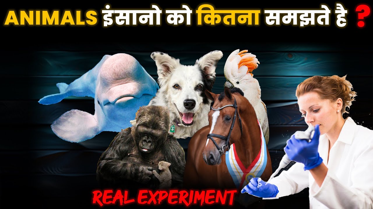 कैसे Animals इंसानो को समझ पाते है | Can Animals Really Understand ...
