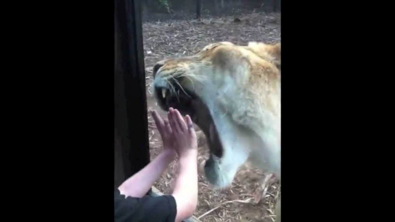 Liger attack !!! - YouTube