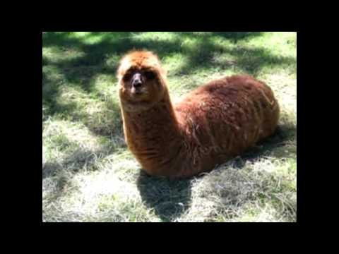 La chanson du Lamasticot - YouTube