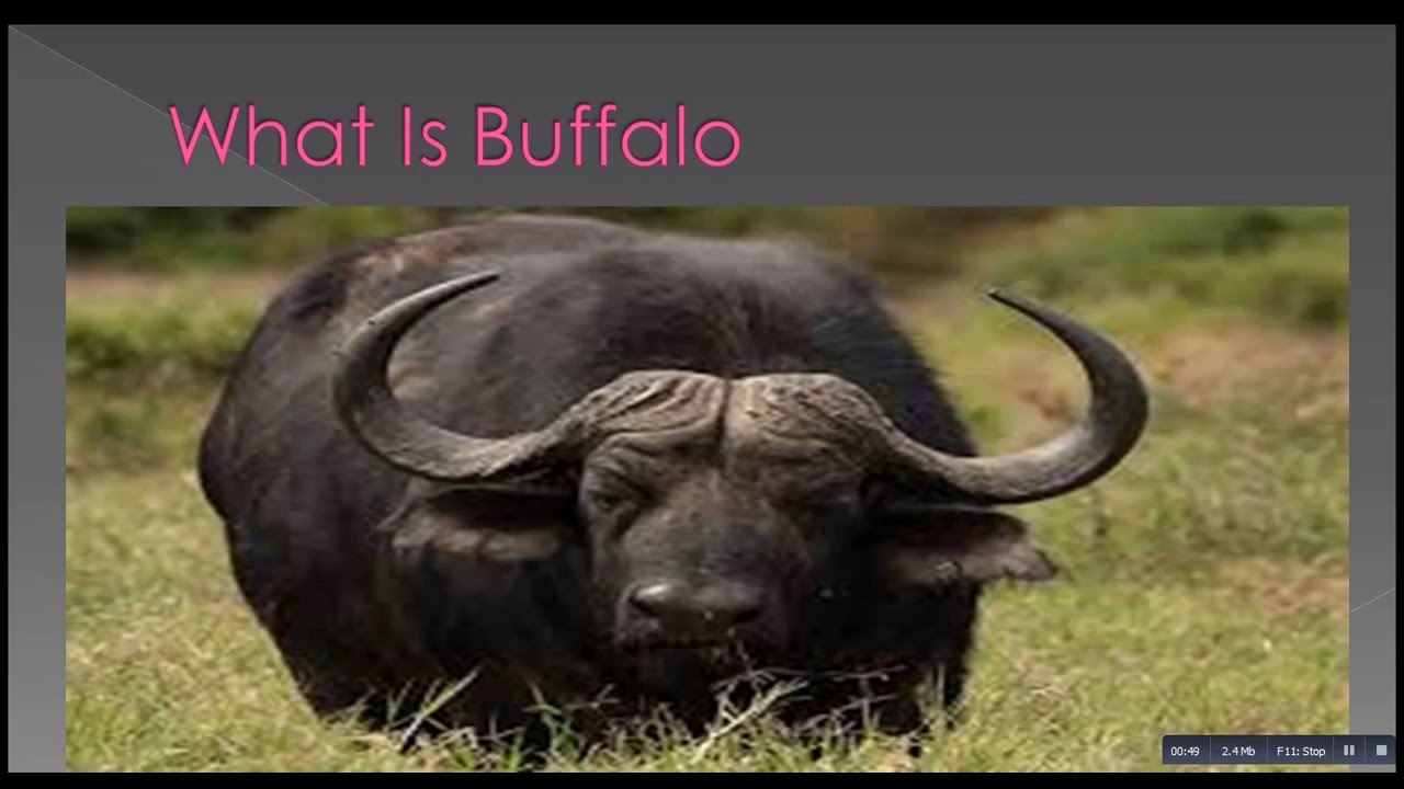 What Is Buffalo - YouTube