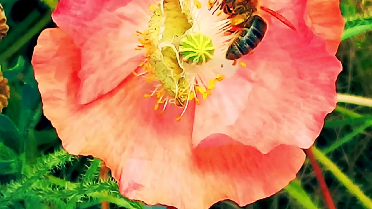 Bee on Poppy - YouTube