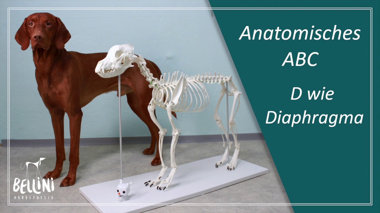 Anatomisches ABC: D wie Diaphragma (Zwerchfell) - YouTube