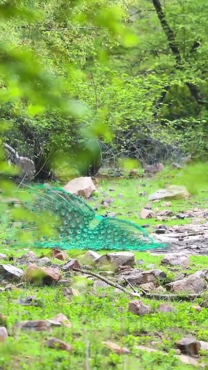 Ever Seen A Peacock Mating 😍 🦚 Shorts Youtubeshorts