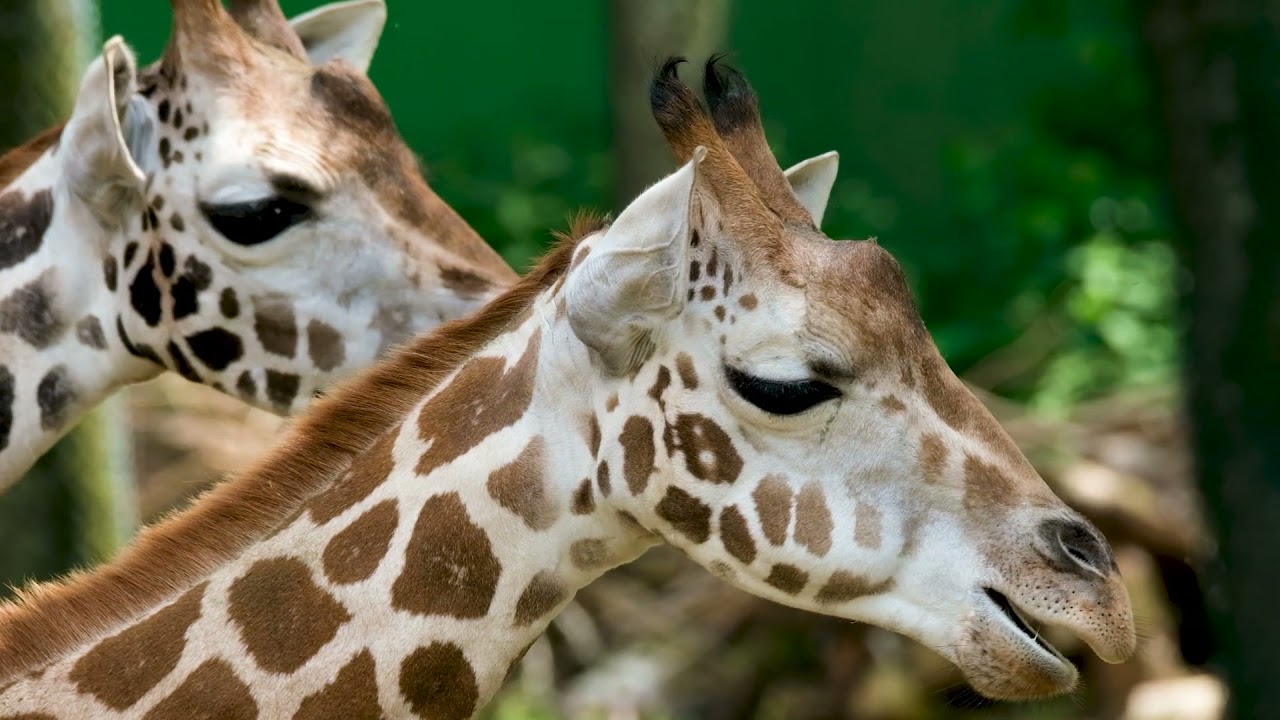 Cute wild giraffes 🐄🐃🐪🐘🐈🐏🐩🦌 colorful cutest little baby giraffe 🐄🐃🐪🐘🐈🐏🐩 ...