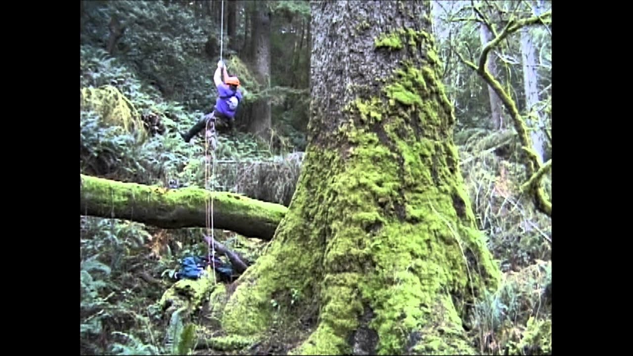 Giant Spruce Tree Climbing with Crossbow Linesetting - YouTube