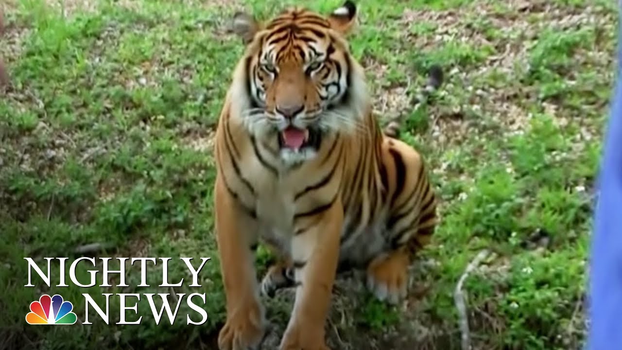 Outrage After Miami School Brings Caged Tiger To Prom | NBC Nightly ...