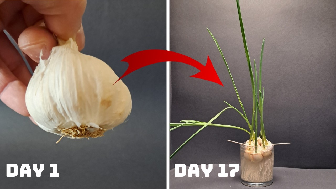 GROWING Garlic Plant | TIME LAPSE - YouTube