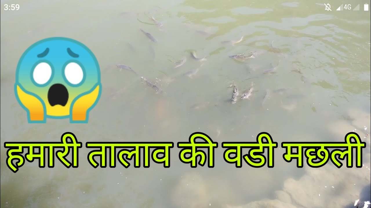Hamari talab ki machliya || fish farming, village fish farm, local fish ...