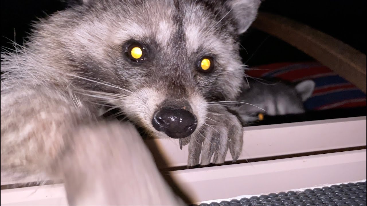 Sally Raccoon - Part 33 | Grumpy Customers - YouTube