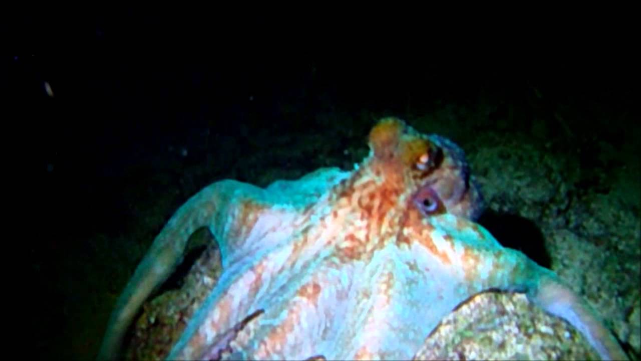 Octopus swimming during Nightdive - Curacao - YouTube