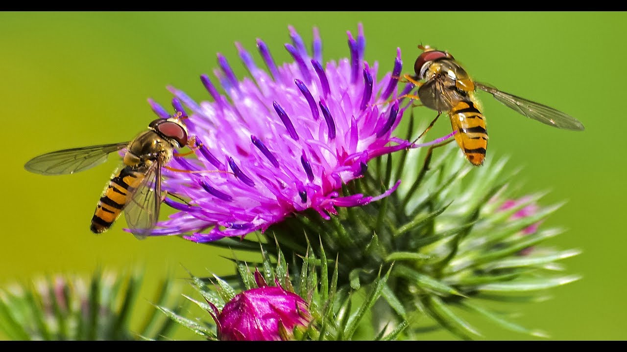 Hoverfly Part 2 | The Attraction Of Nature 2018 (4K) - YouTube