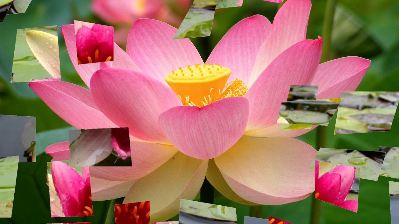 Sleeping lotus (HD1080p) - YouTube
