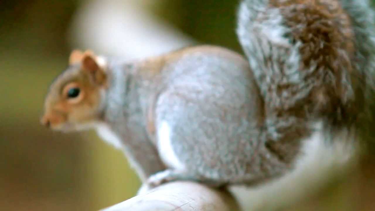 Cyril the Squirrel - Caerleon, Newport - YouTube