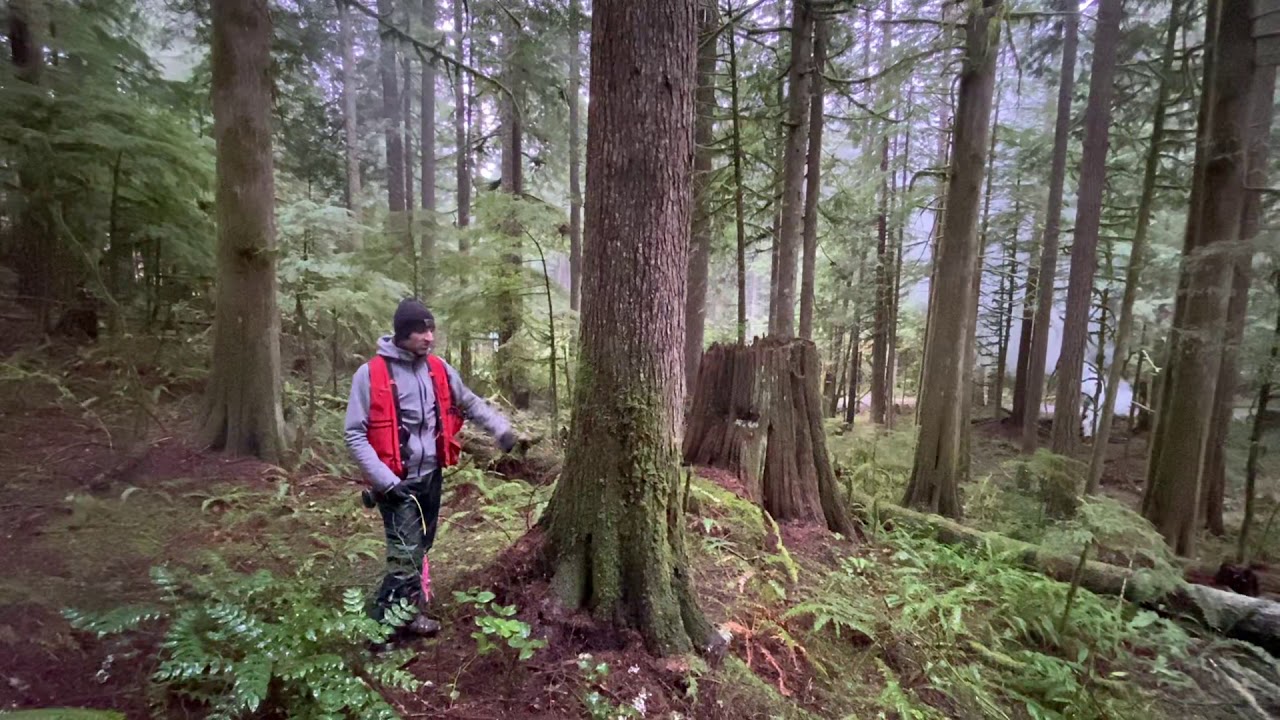 Measuring Tree Diameter (DBH) on a Slope - YouTube
