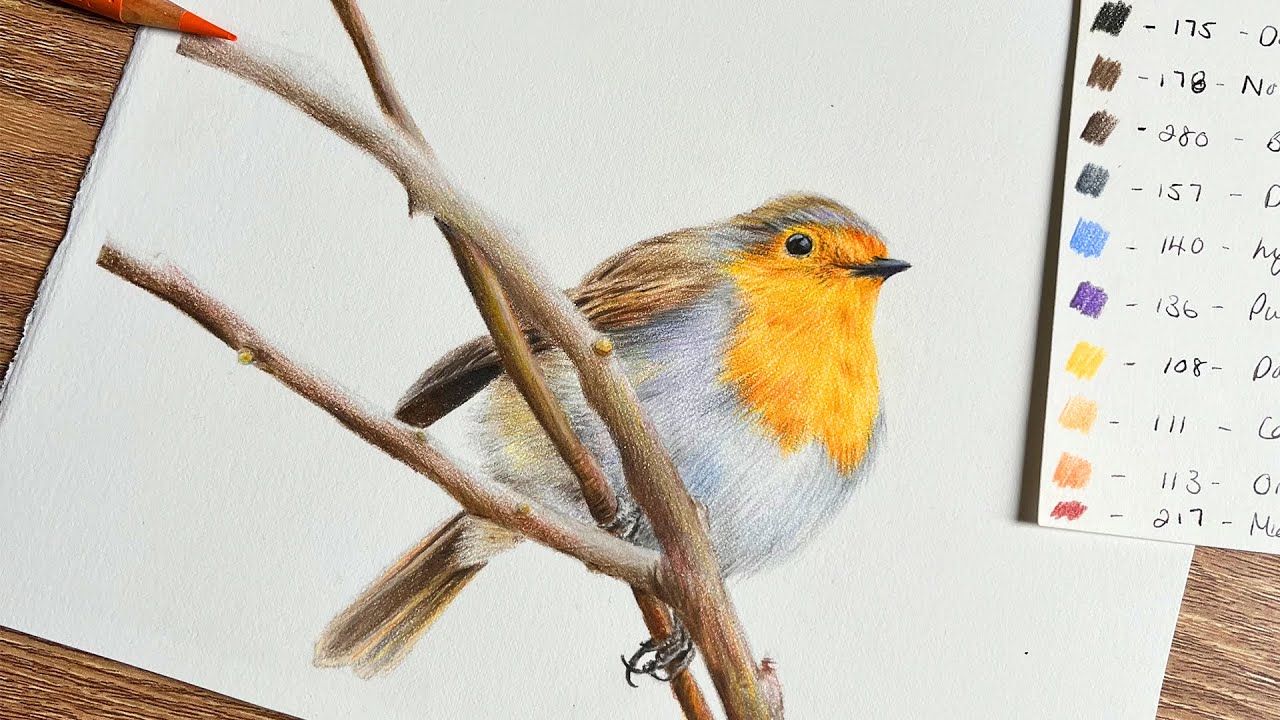 Draw a Robin With Coloured Pencil Art tutorial - YouTube
