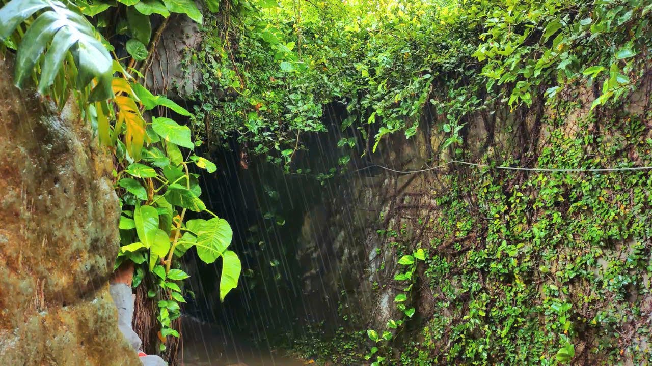 The sound of rain falling on the wall covered with vines - soothing ...