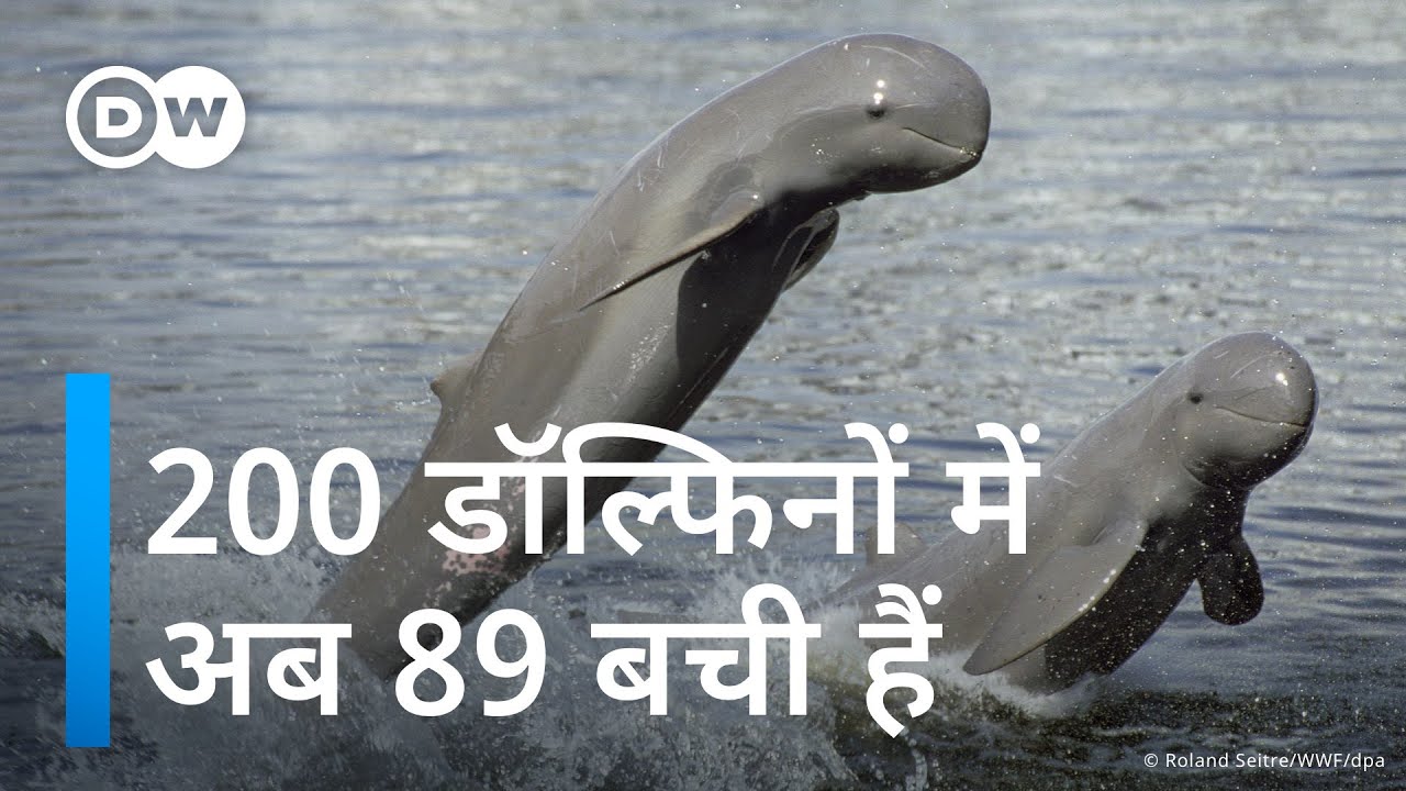 कंबोडिया के डॉल्फिनों को बचाने की जंग [The battle to save Cambodia's dolphins from extinction ...