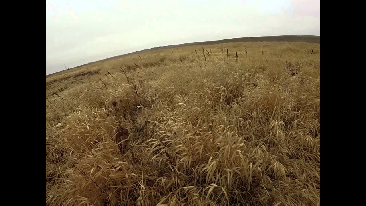 English Setter "Scout" sticks a (wild) rooster for me - YouTube