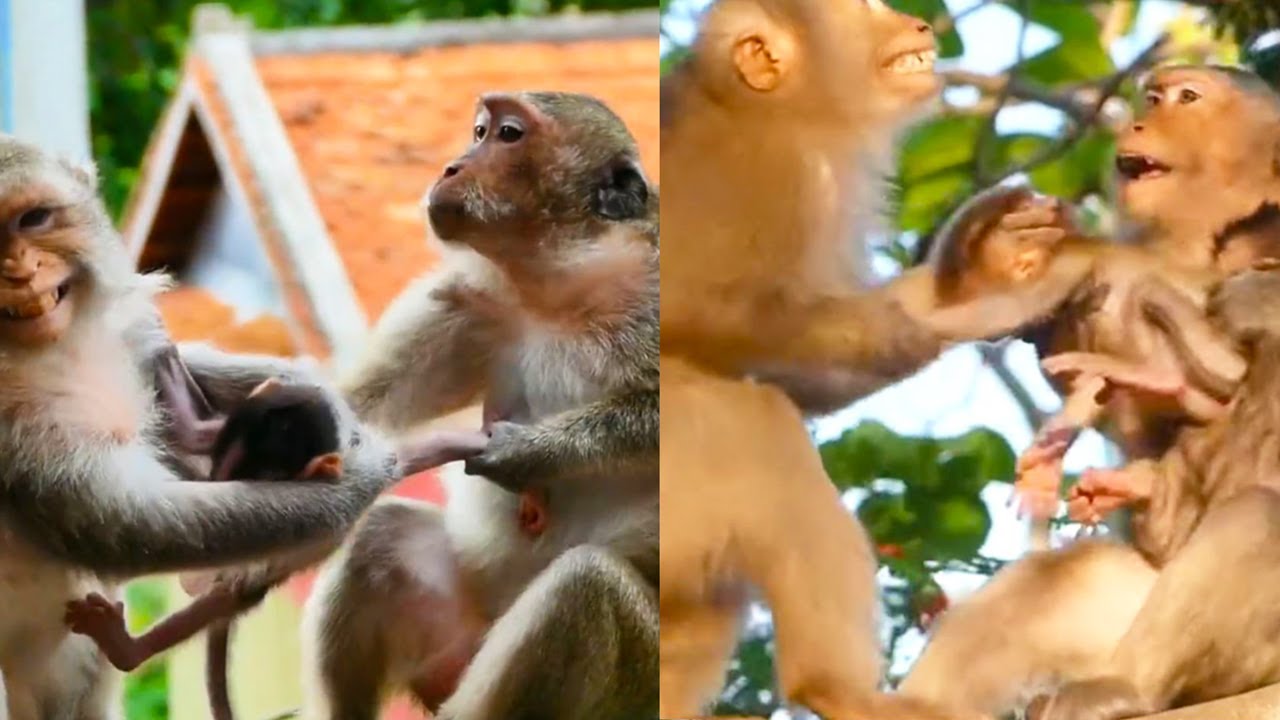 Mother monkey is worried that the bad monkey will take her baby monkey ...