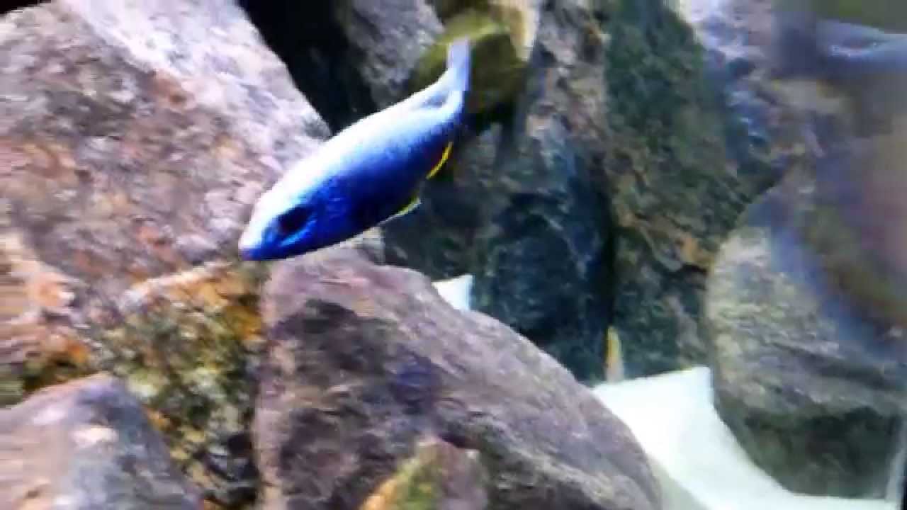 Sciaenochromis fryeri ahli iceberg - YouTube