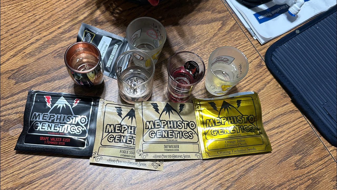 SEED to Harvest | Mephisto Genetics | Week 1 - YouTube