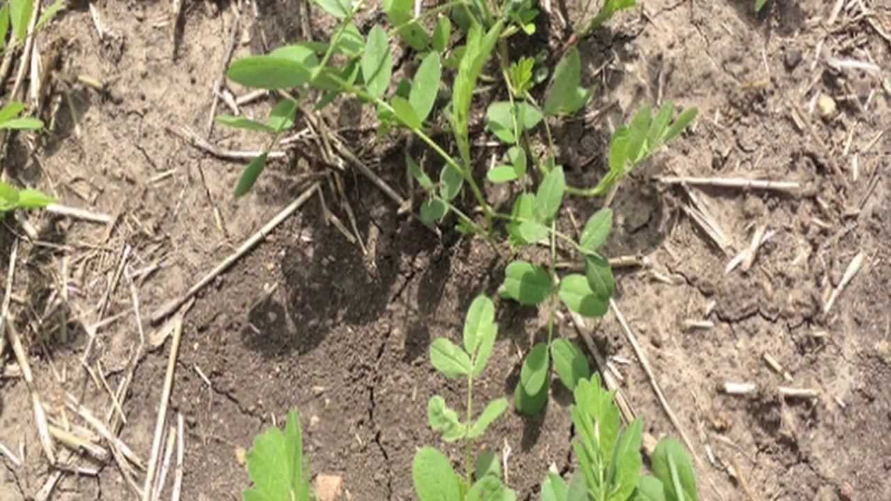Forage Variety Comparisons: Cicer Milkvetch - YouTube