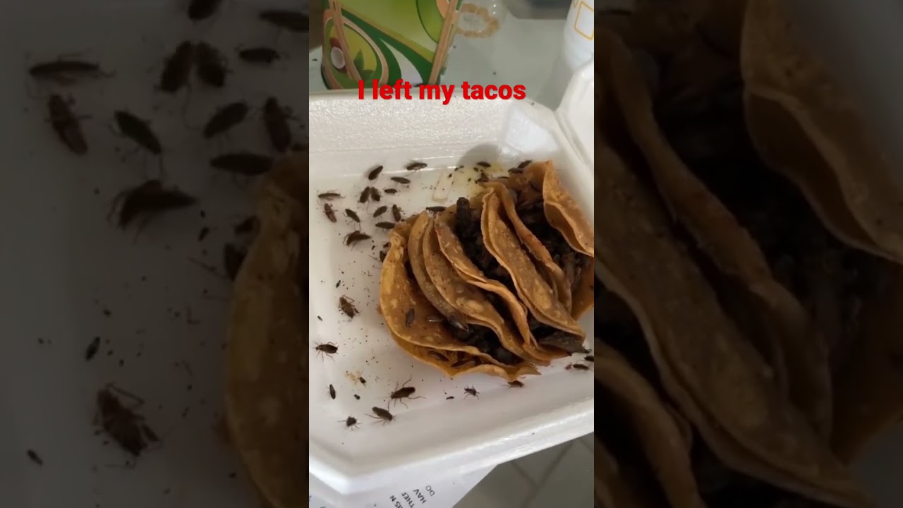 Roach tacos - YouTube