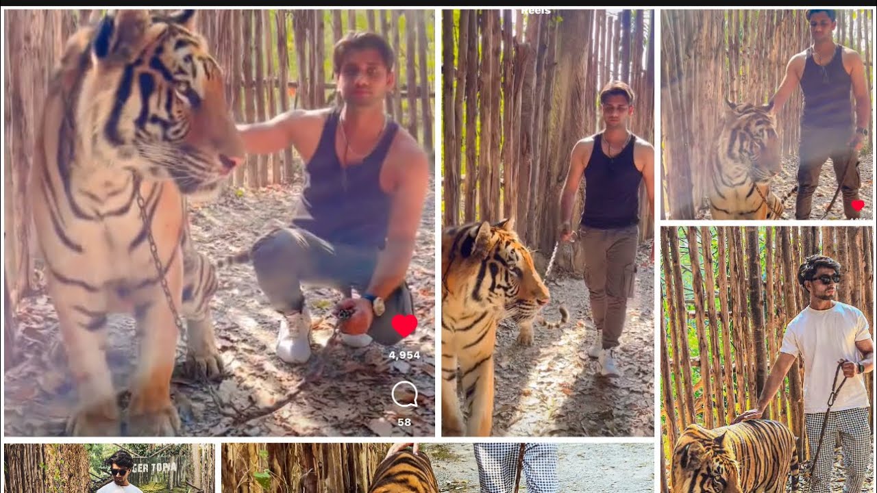 Walking With Tiger Siracha Tiger Topia Zoo Tiger Park Pattaya PATTAYA ...